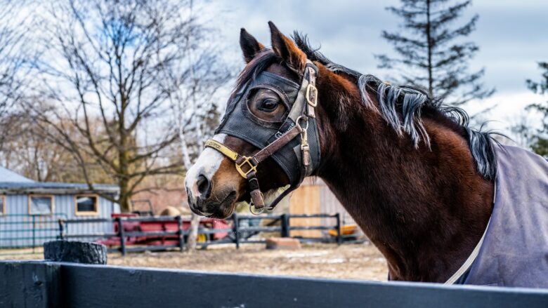 The Role of Exercise and Fitness in Equine Well-Being – Circle Orbit